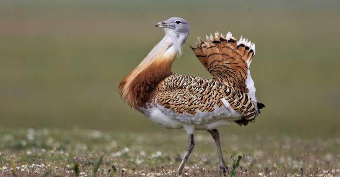 Dropia își tratează singură bolile folosind plante din medicina ...