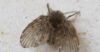 Două noi specii de insecte, identificate pentru prima dată în România ...