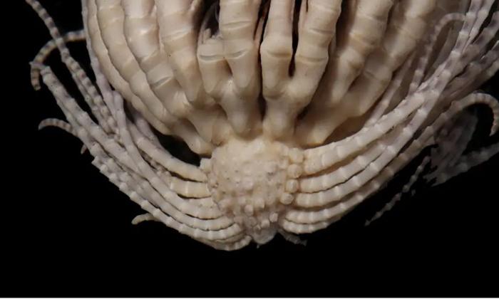 Stea de mare cu pene, descoperită în adâncuri, în Antarctica. Una ...